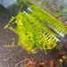 Moss Ledge Aquarium Java Moss Balcony for Shrimp Tank Fish Tank Decor - Etsy