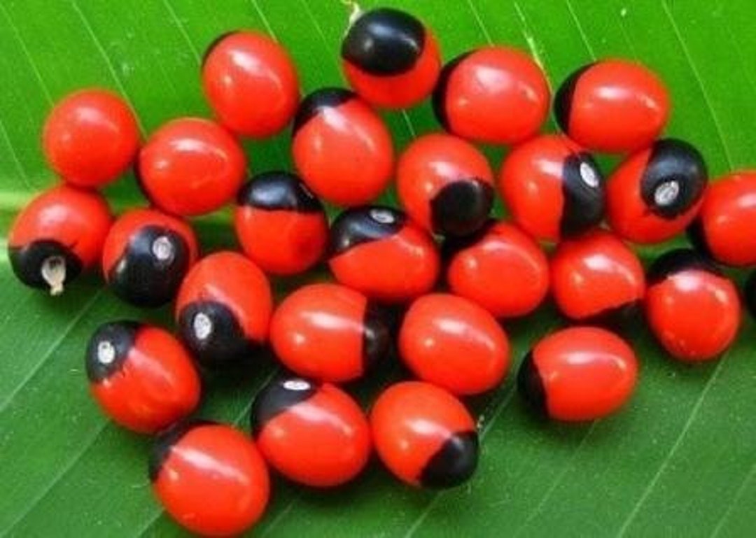 Red Chanoti Gunja Seeds, Red Chirmi Seed, Siddha Laal Chirmi Red Gunja ...