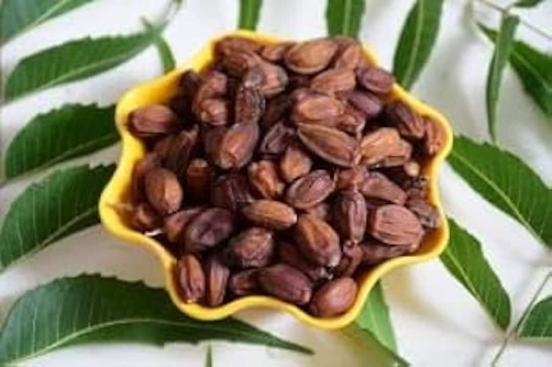 Neem Seeds Neem Niboli Azadirachta Indica Seeds nimboli Beej dried Neem ...