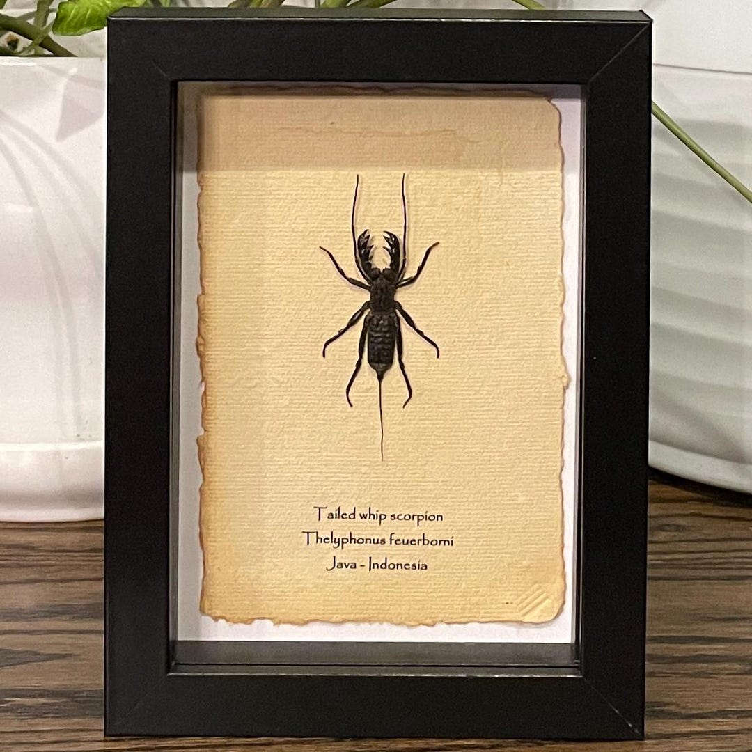 Tailed Whip Scorpion Mounted in 6"x8" Frame, With Information Card on ...