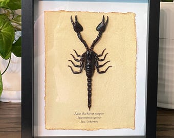 Scorpio Mounted Black Asian Forest Scorpion - Etsy