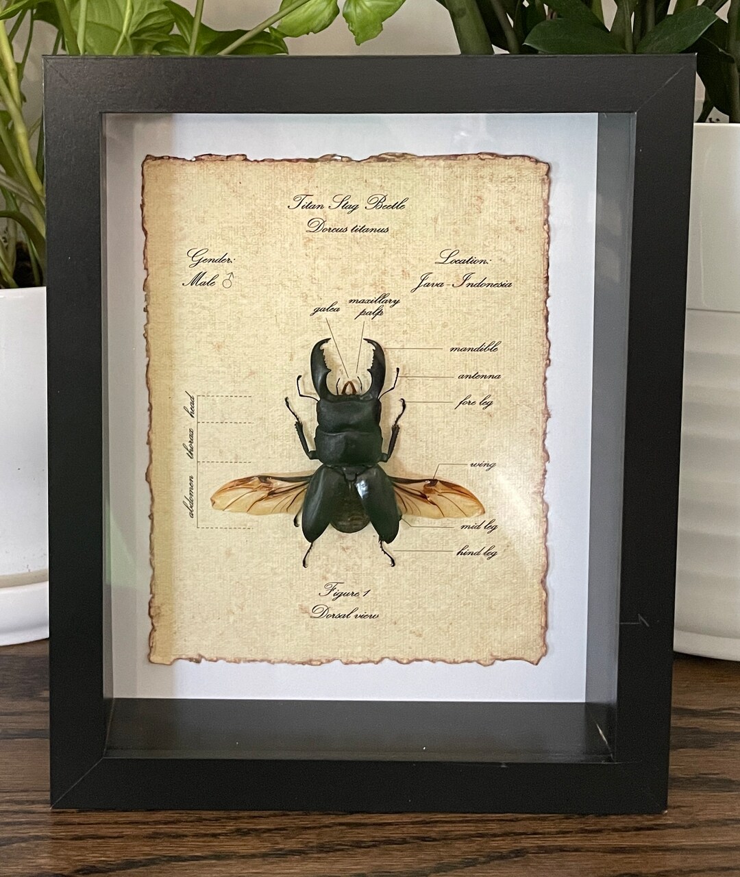 Real Stag Beetle Vintage Anatomy Diagram in Frame With 4x6 Information ...