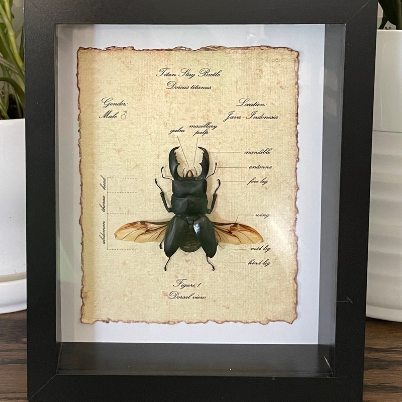 Dung Beetle Art - Etsy