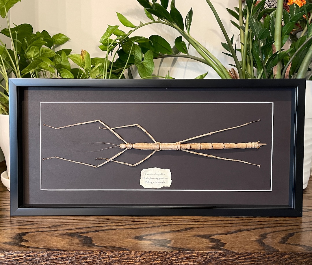 Framed Giant Walking Stick Insect: Nesiophasma Giganteum Shadow Box - Etsy