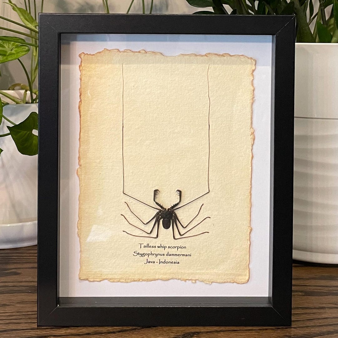 Real 'tailless Whip Scorpion' Mounted in 9x11 Frame, With Information ...