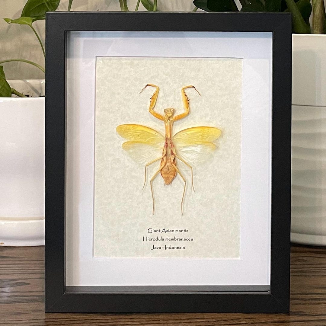 Real 'giant Asian Mantis' yellow Form Mounted in 9x11 Frame, With ...