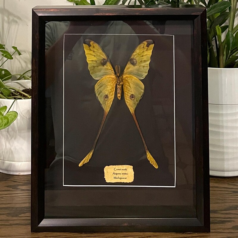 Moth in Frame - Etsy