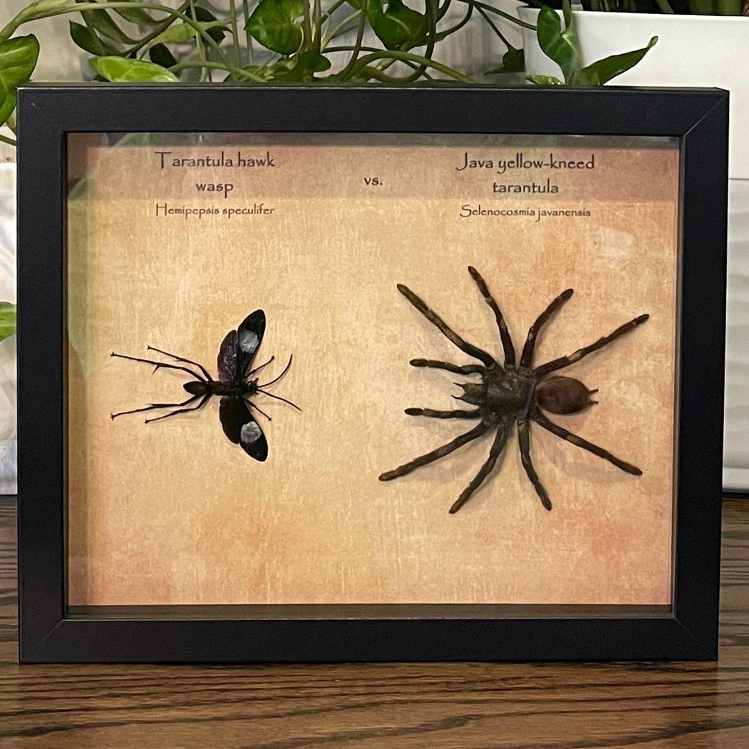 Tarantula Hawk Wasp Vs. Java Yellow-kneed Tarantula in 11"x9" Frame ...