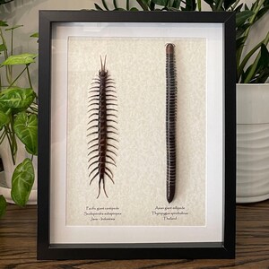 Real Giant Centipede and Millipede 9 in 12x15 Frame, With Information ...