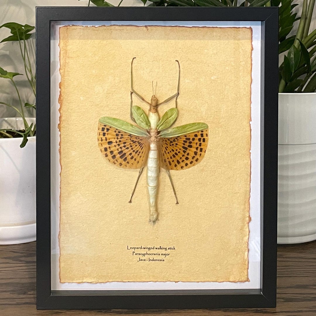 Framed Leopard-winged Stick Insect: Indonesian Entomology Display - Etsy