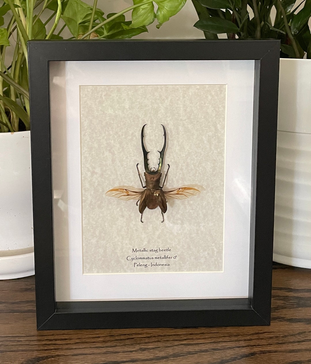 Real Metallic Stag Beetle With Spread Wings in Frame With 4x6 ...