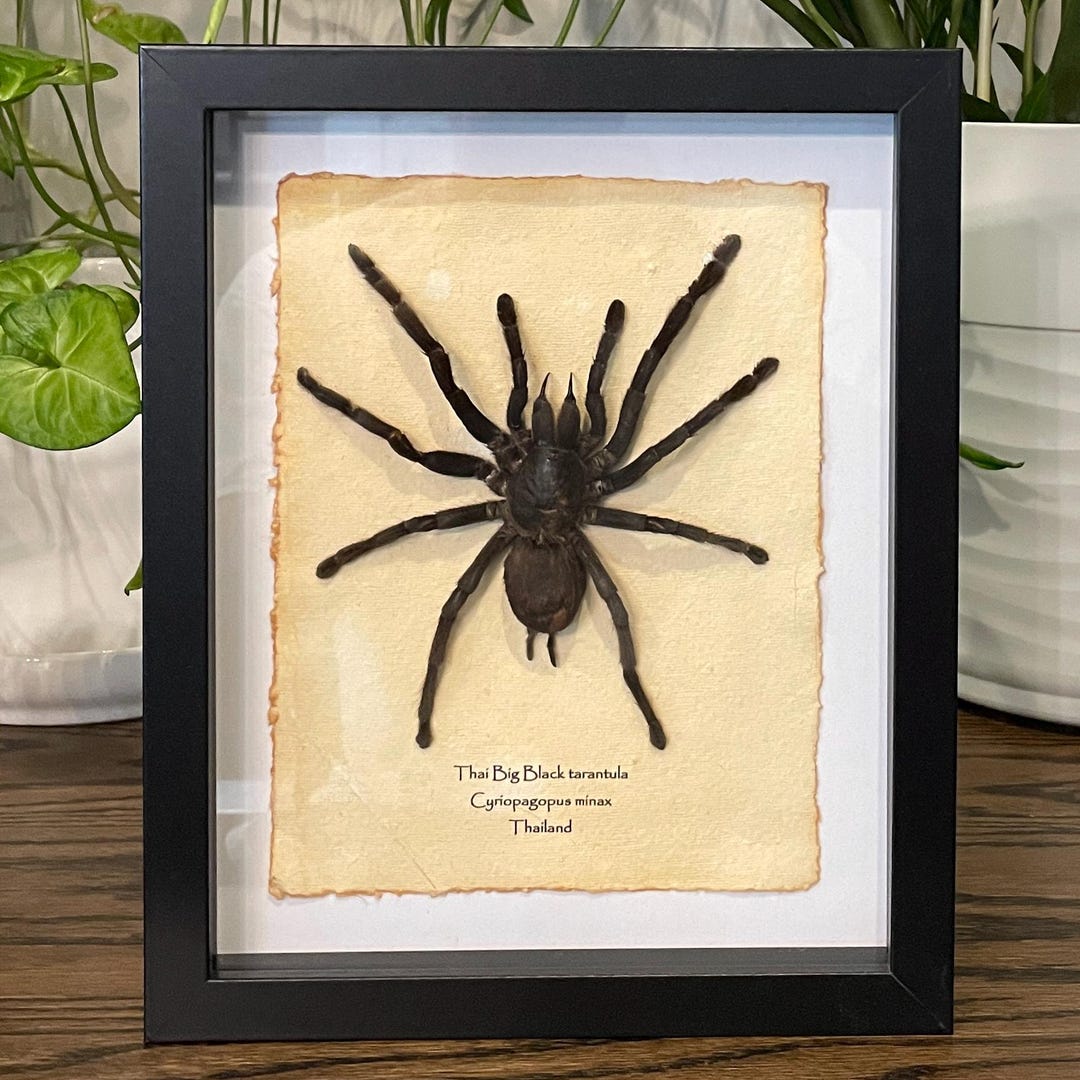 Thai Big Black Tarantula in a Shadow Box Display Framed Insect Wall Art ...