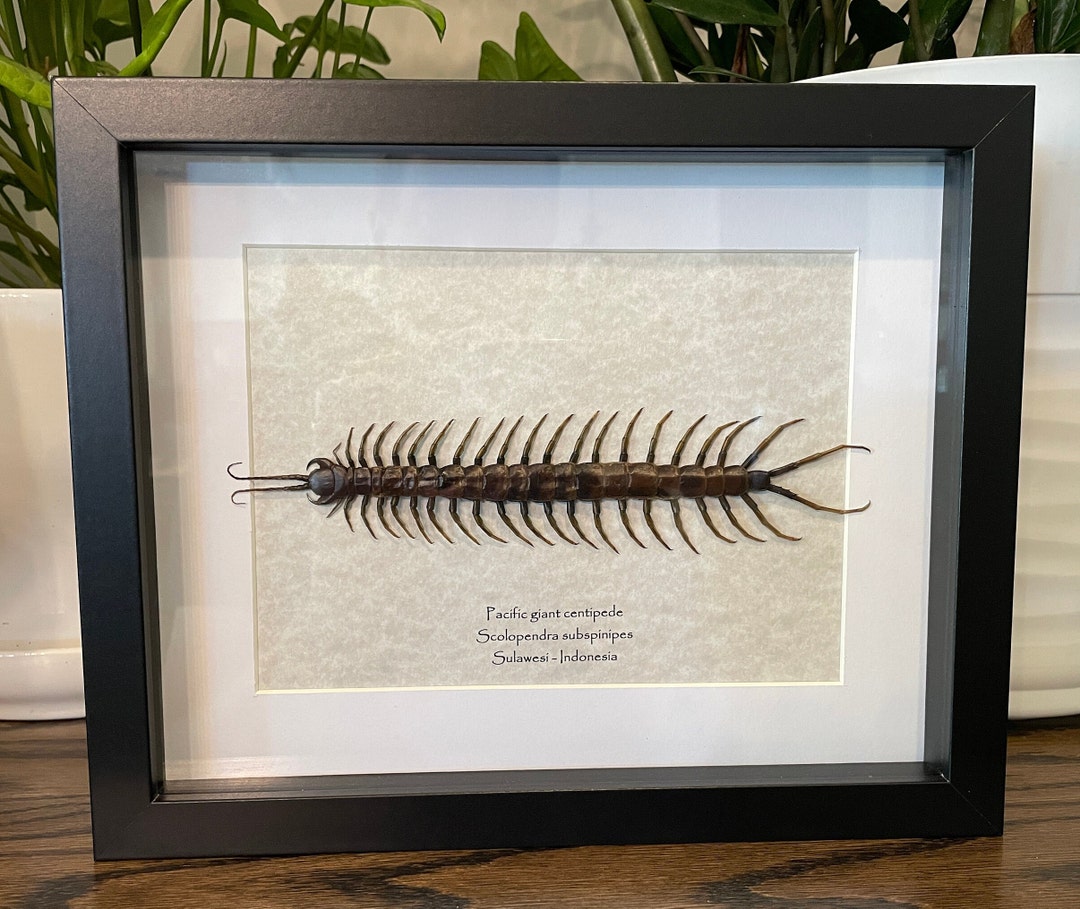 Real Giant Centipede in 9x11 Frame With Information Card on Back Choice ...