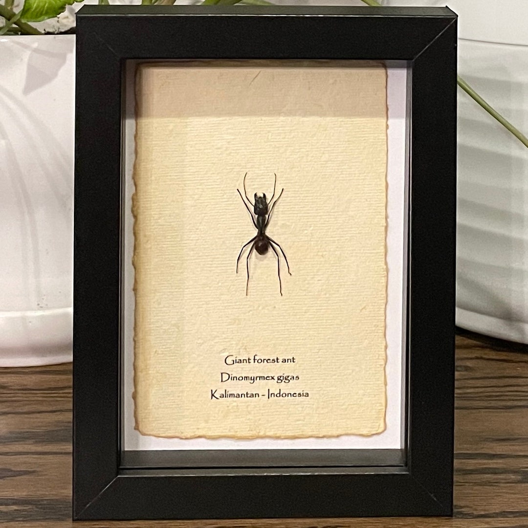 Framed Giant Forest Ant Specimen: Dinomyrmex Gigas Display - Etsy