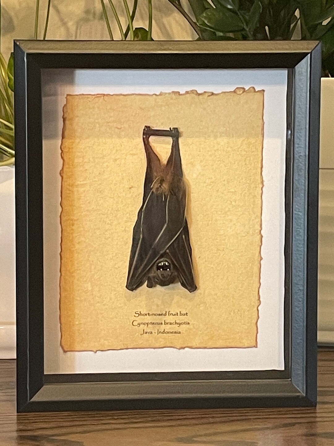 Real Hanging Bat Taxidermy Mounted in 9x11 Shadow Box Frame, With Info ...