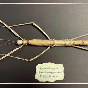 Framed Giant Walking Stick Insect: Nesiophasma Giganteum Shadow Box - Etsy