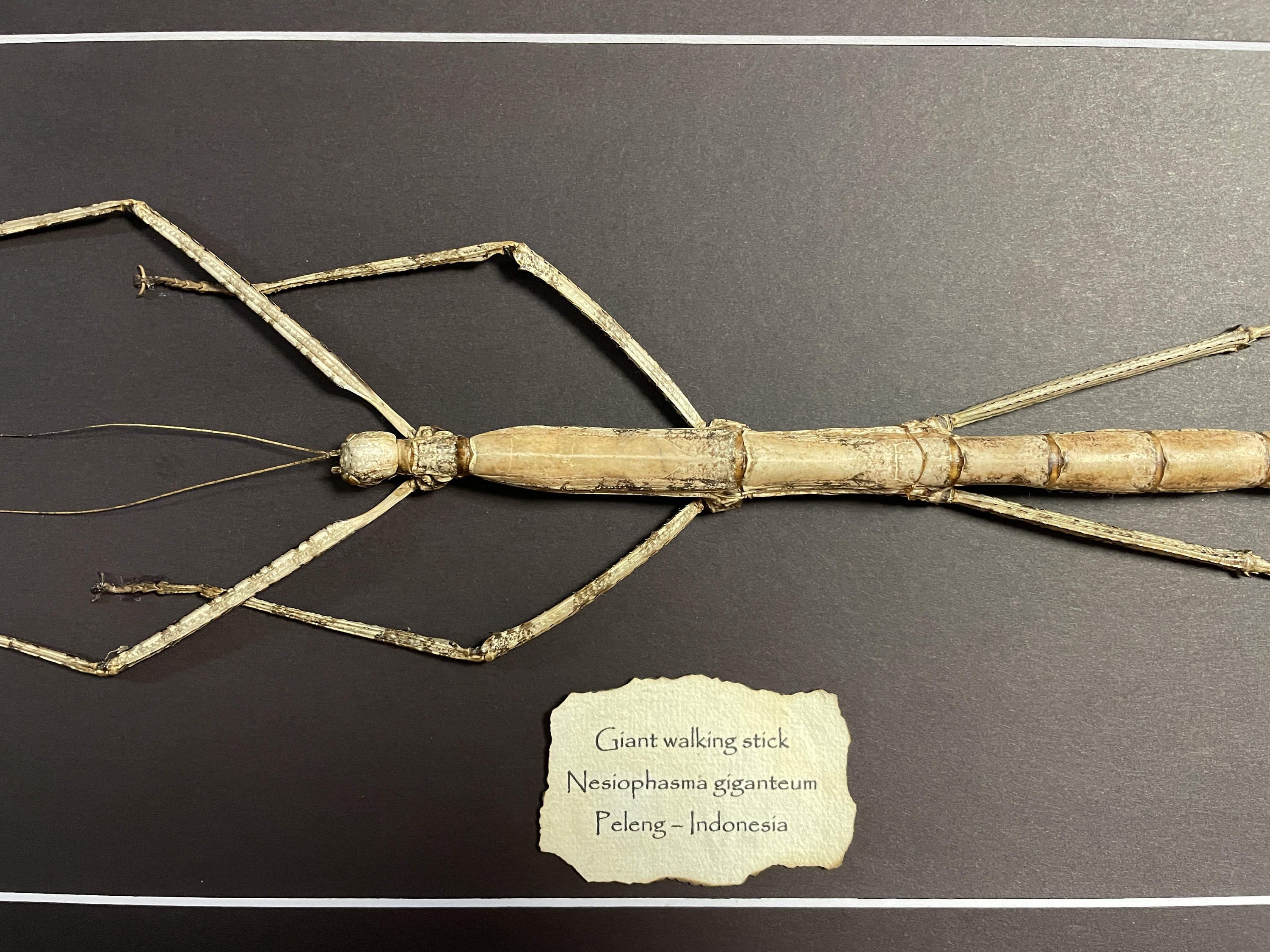 Real Giant Walking Stick Insect in Frame nesiophasma - Etsy