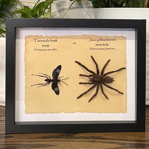 Tarantula Hawk Wasp Vs. Java Yellow-kneed Tarantula in 11"x9" Frame - Natural Taxidermy Wasp and ...