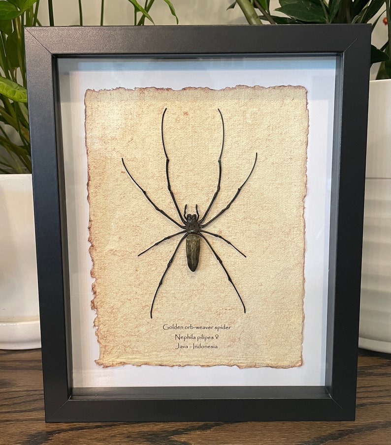 Real Giant Orb-weaver Spider in Frame Choice of Color and - Etsy