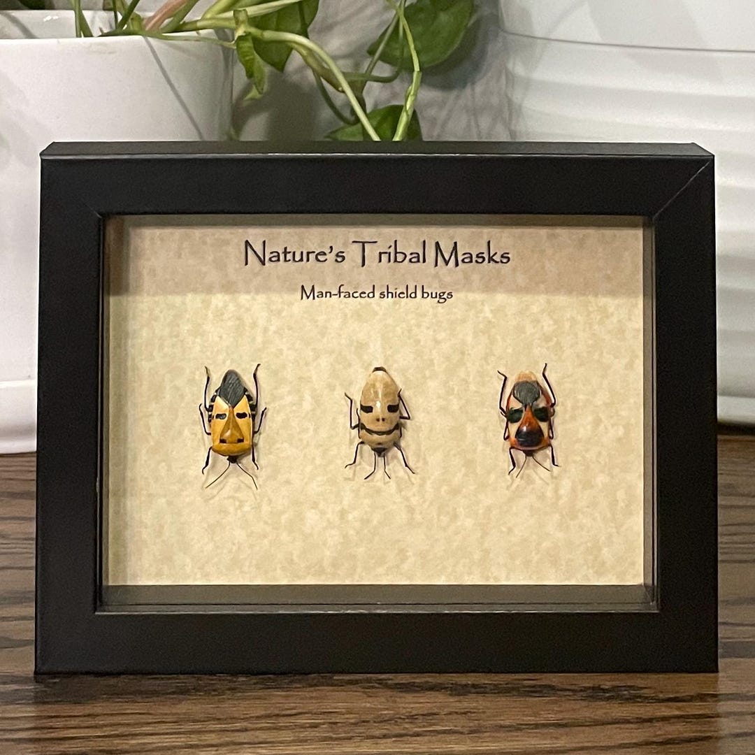 Man-faced Shield Bugs Mounted in a Shadow Box Display. "nature's Tribal ...