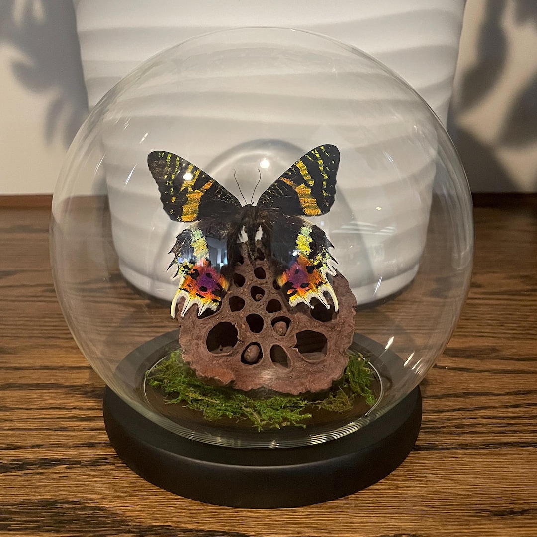 Madagascan Sunset Moth in Glass Globe, Mounted on Preserved Lotus Pod ...