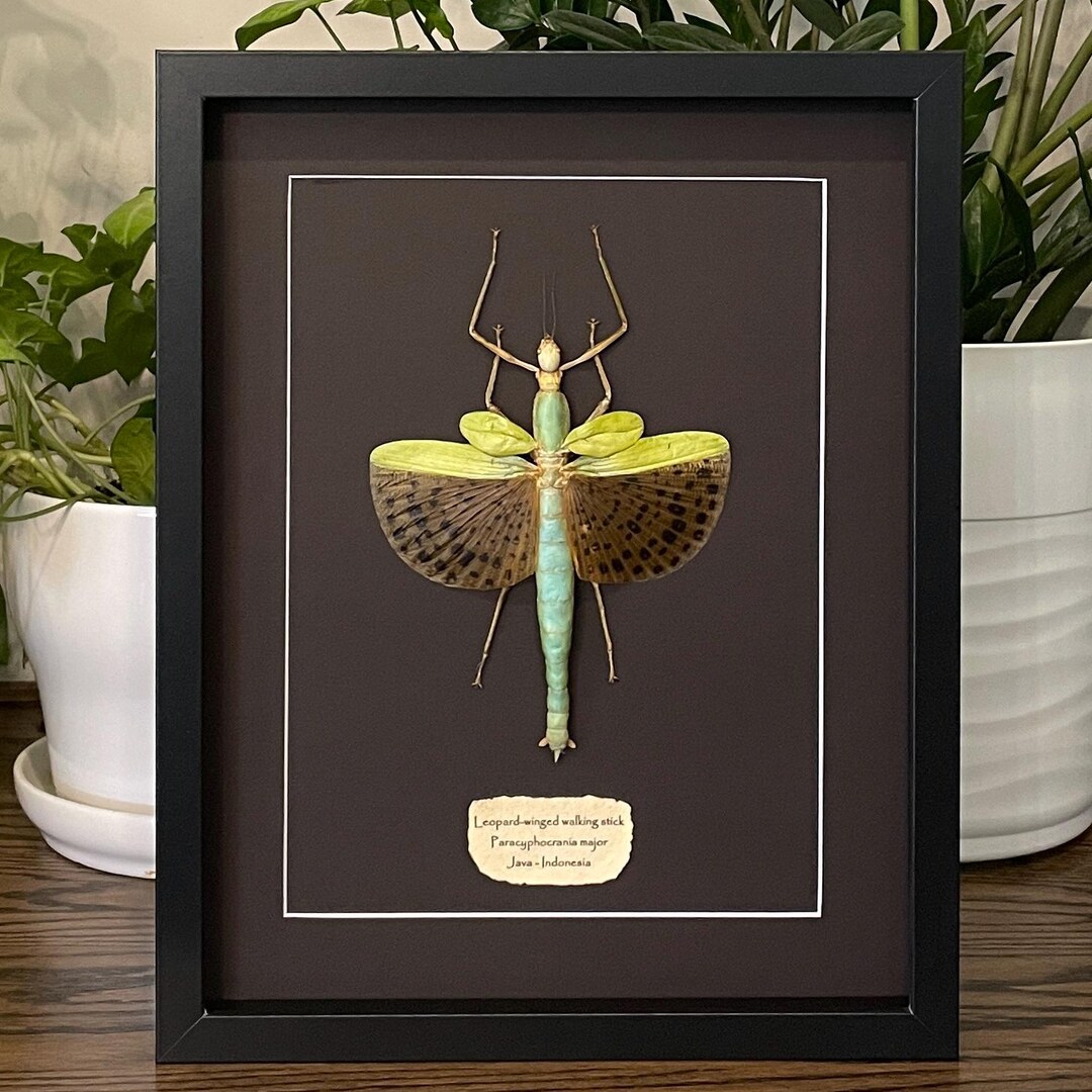 Leopard-winged Walking Stick Insect With Spread Wings Mounted in Frame ...
