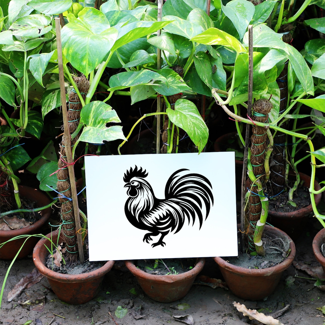 Chicken Svg Bundle, Hen Svg, Rooster Svg, Chicken Silhouette, Farm ...