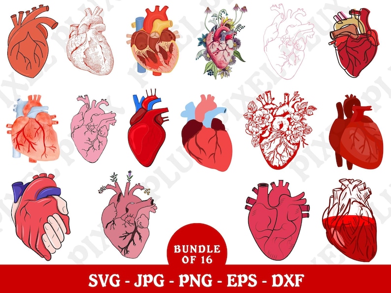 Anatomical Heart Svg Bundle, Real Human Heart Designs, Heart SVG, Heart ...