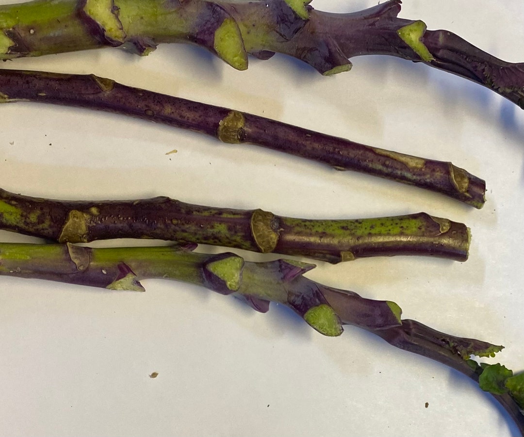 3 Purple Tree Collard Cuttings for Prpagation - Etsy