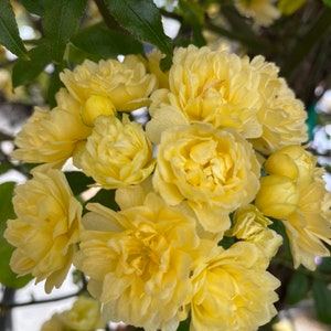 3 Yellow Lady Banks Climbing Rose Cuttings for Propagation - Etsy
