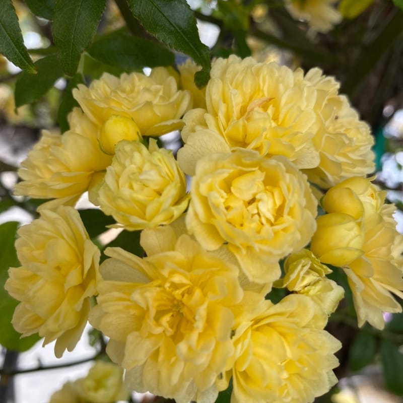 Yellow Lady Banks Climbing Rose - Etsy