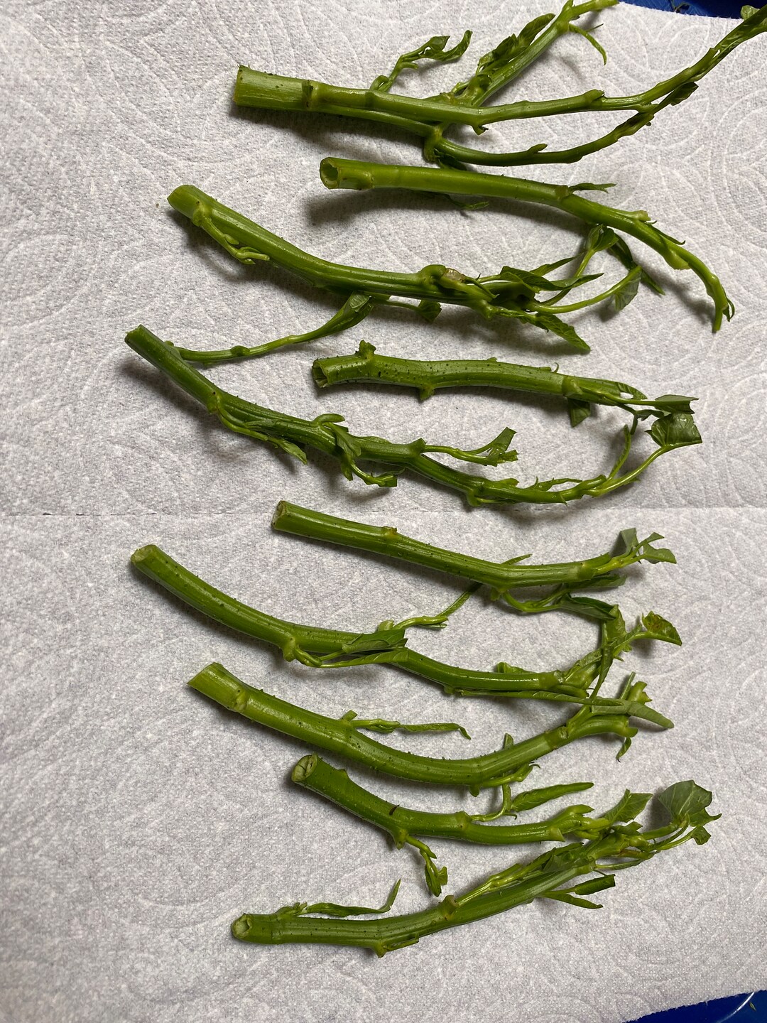15 Water Spinach / Ong Choy Fresh Cuttings for Propagation - Etsy