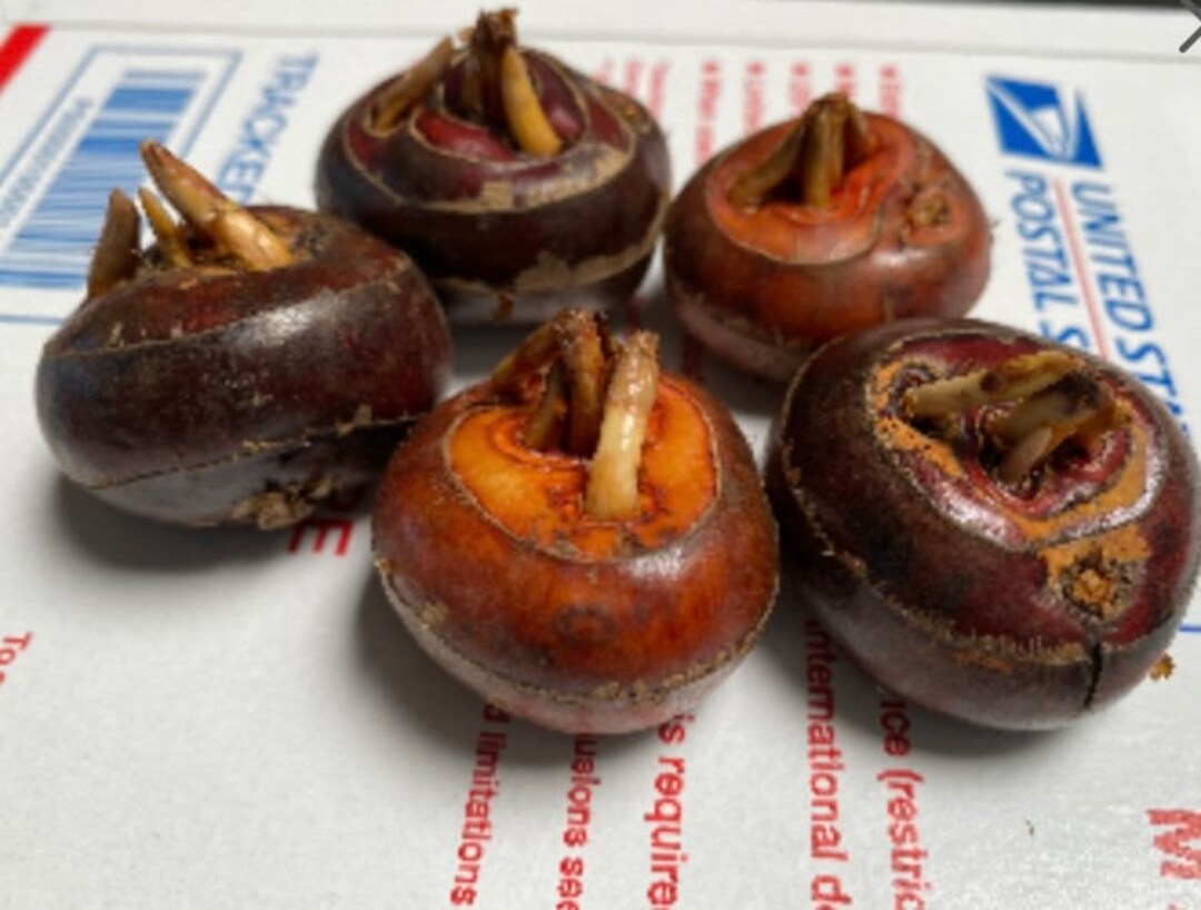 6 Eleocharis Dulcis/asian Water Chestnut Bulbs 馬蹄 - Etsy