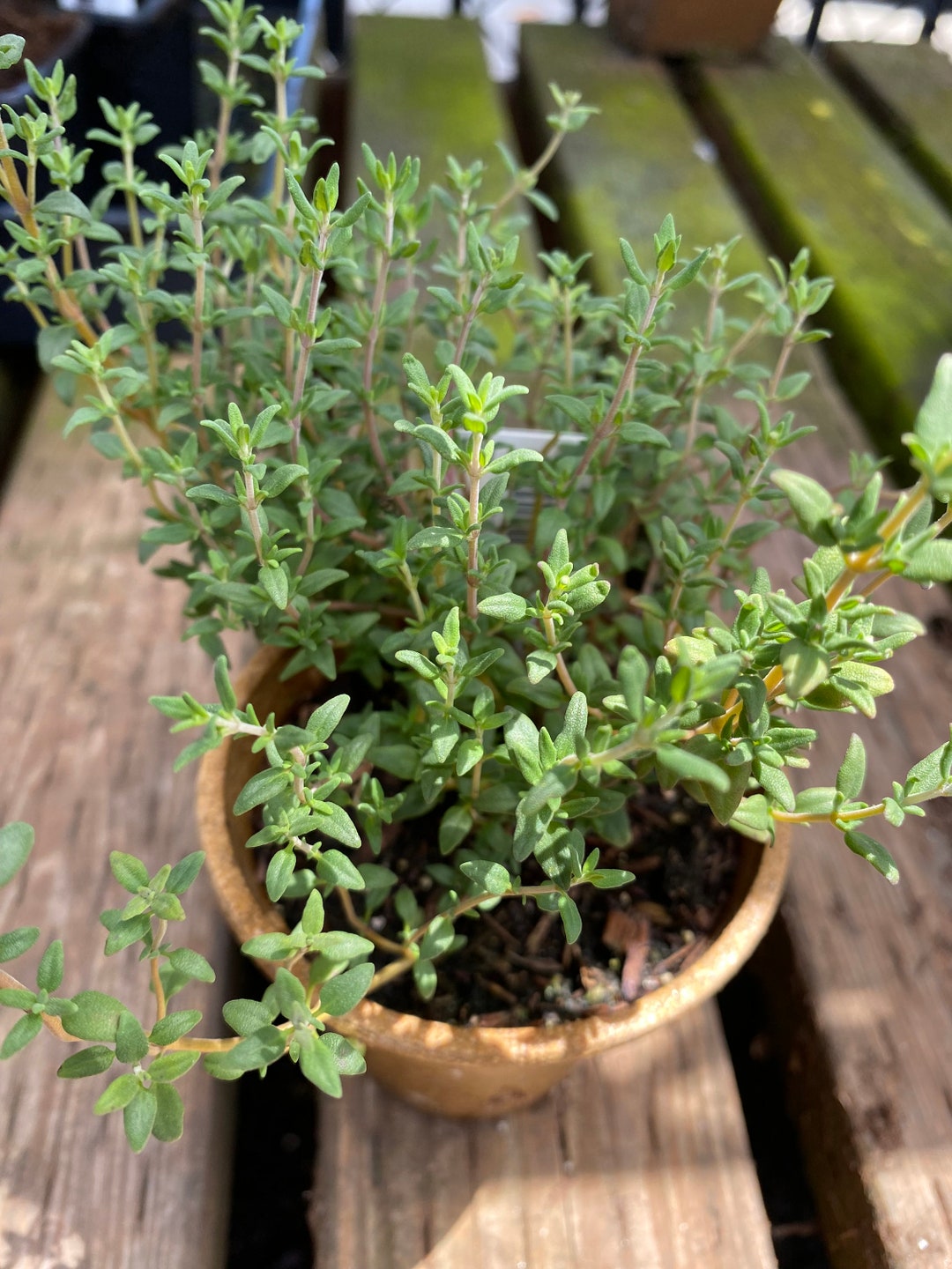 Thyme Live Plant Similar to the One in Picture - Etsy