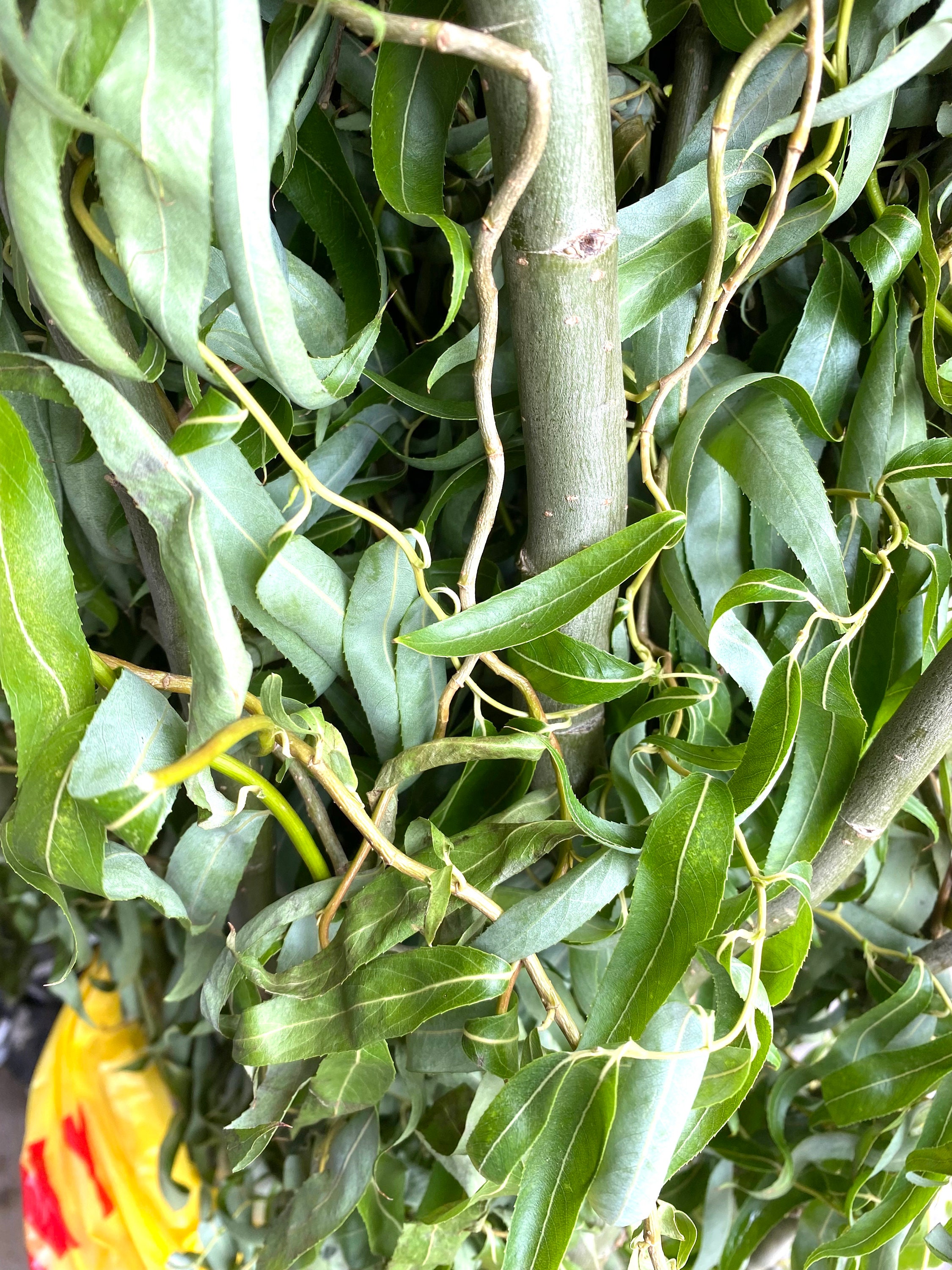 6 Curly Willow Cuttings unrooted 5 to 7 Inch Long. - Etsy