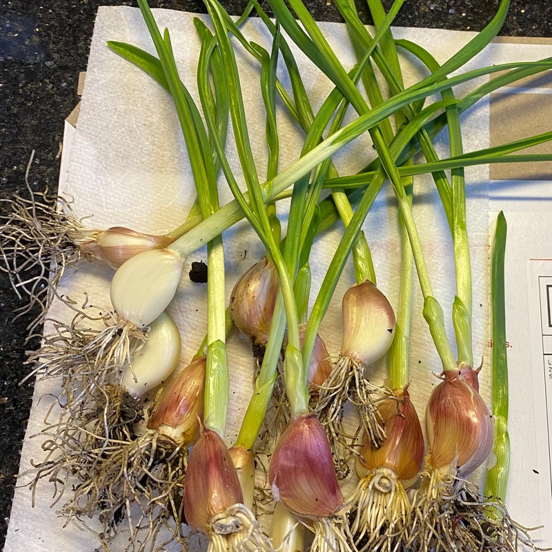 Society Garlic - Etsy