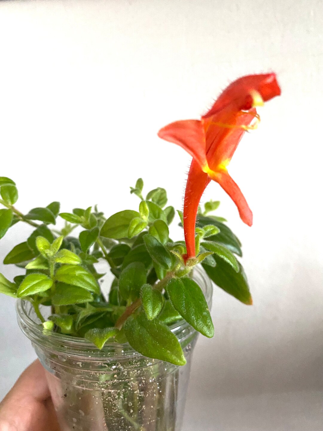 2 Dancing Dolphins or Shark Plants, Rooted Starter Plants Similar to ...