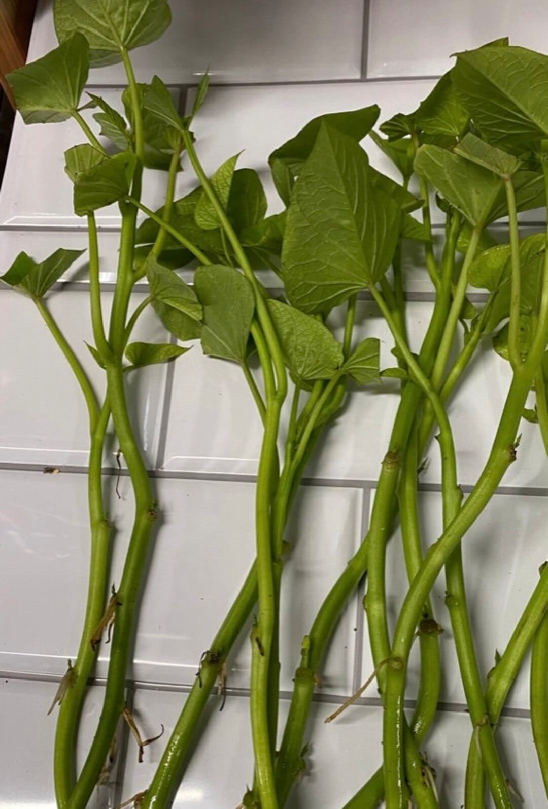 18 Yam Leaves Fresh Cuttings for Propagation - Etsy