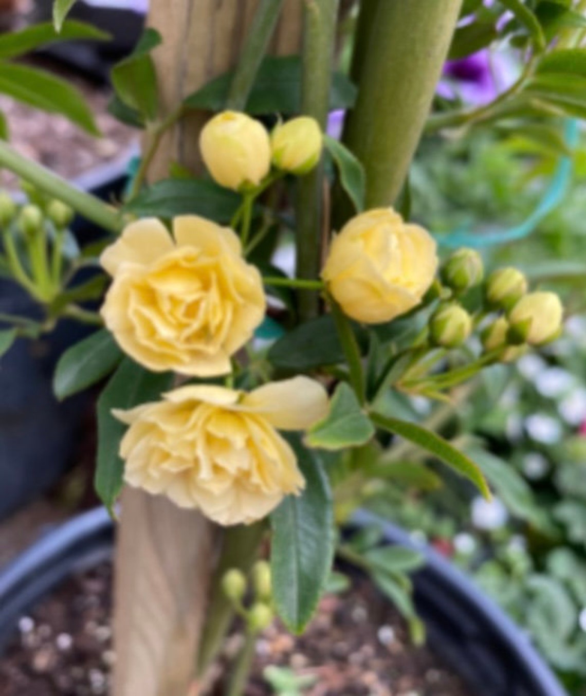 3 Yellow Lady Banks Climbing Rose Cuttings for Propagation - Etsy