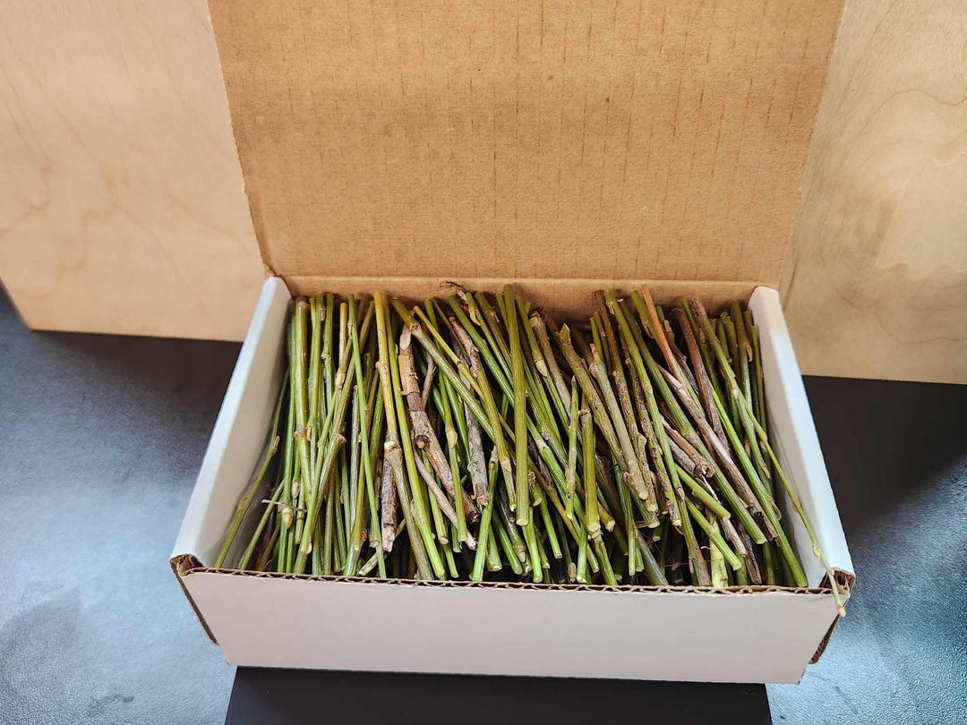 Small Willow Sticks - Etsy