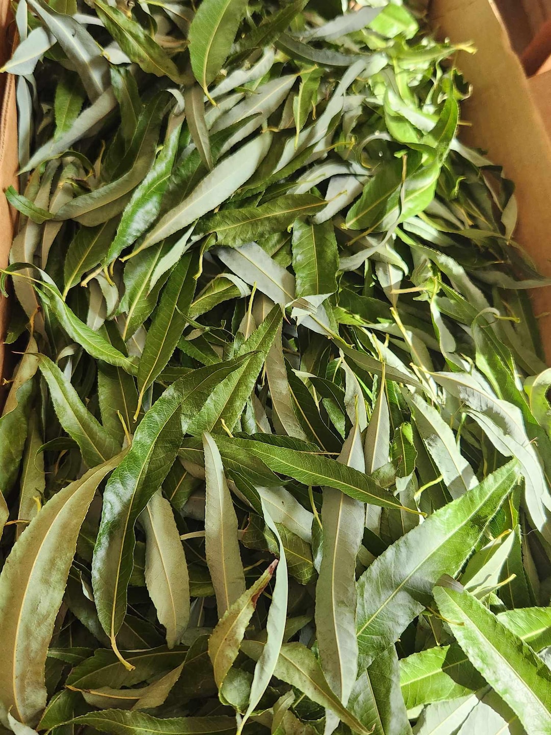 Dries Willow Leaves for Pets - Etsy