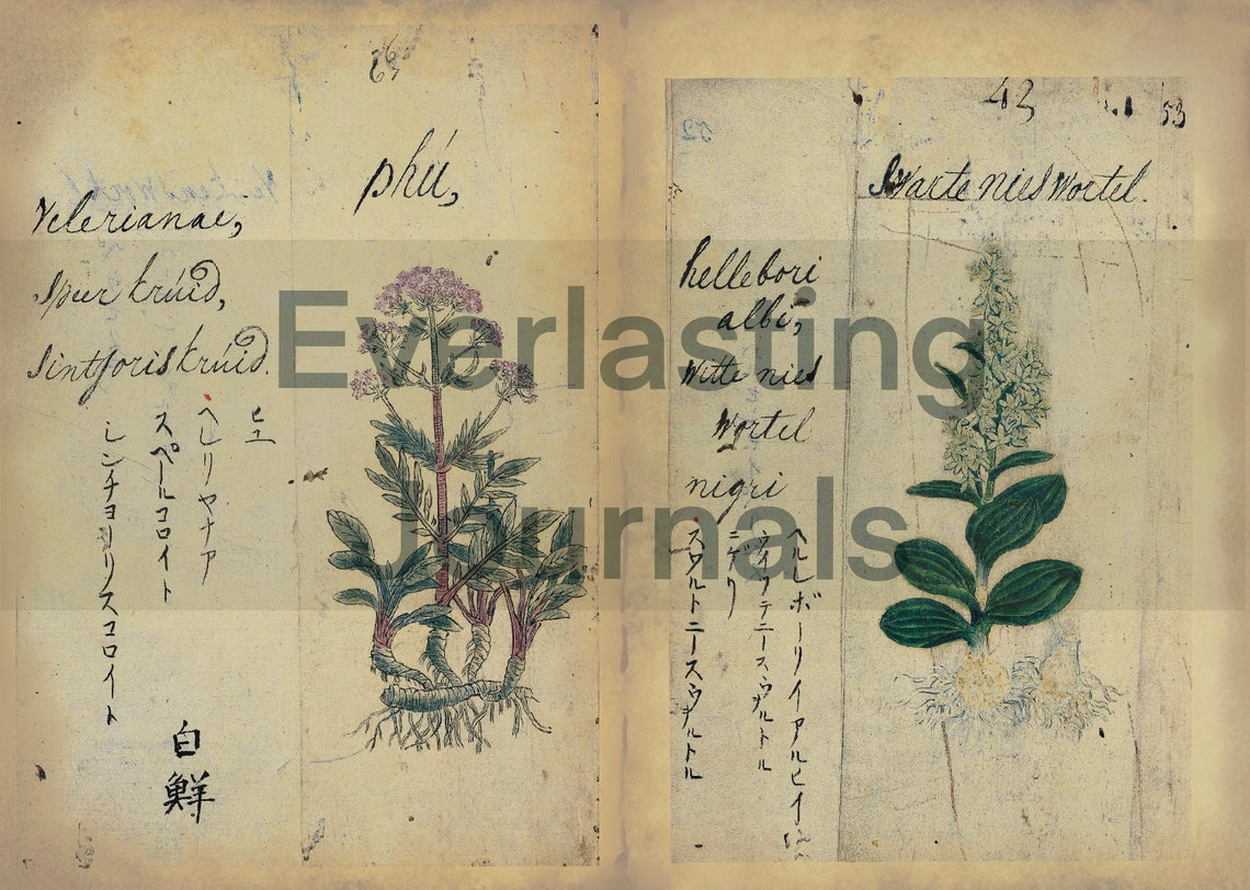 Set 18 - Japanese Botanical Drawings - Een Digitale Verzameling Vintage ...
