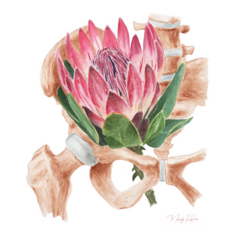 Pelvis With Protea / Floral Watercolour Anatomy- Digital Art Download ...