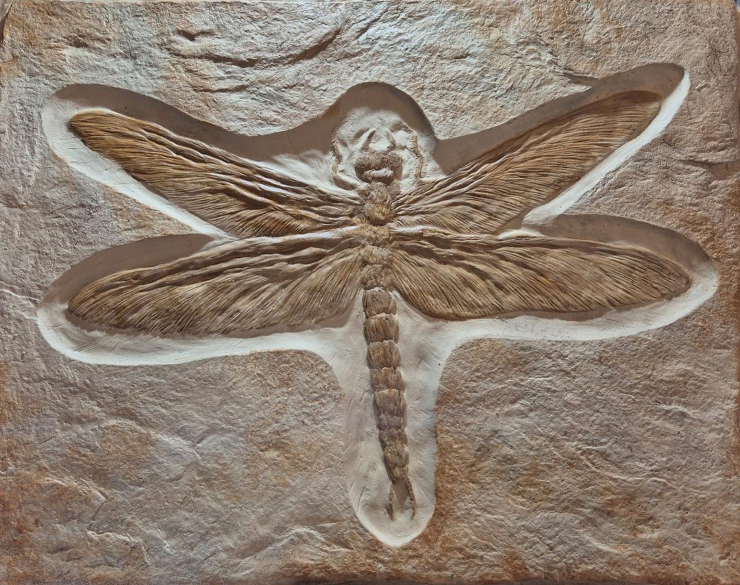 71cm Wingspan Meganeura Early Dragonfly Cast 82cm X 62cm - Etsy