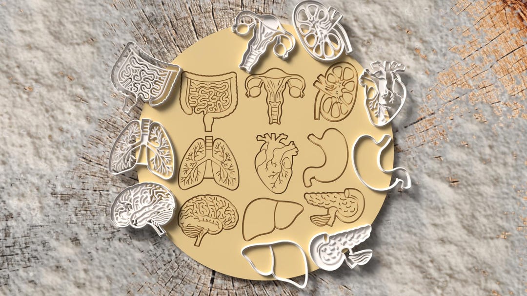 Human Body Organ Cookie Cutters: Brain, Lung, Kidney, Stomach | Biology ...