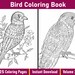 Bird Coloring Book Volume 2 Animal Coloring Pages Printable Parrot Bird ...