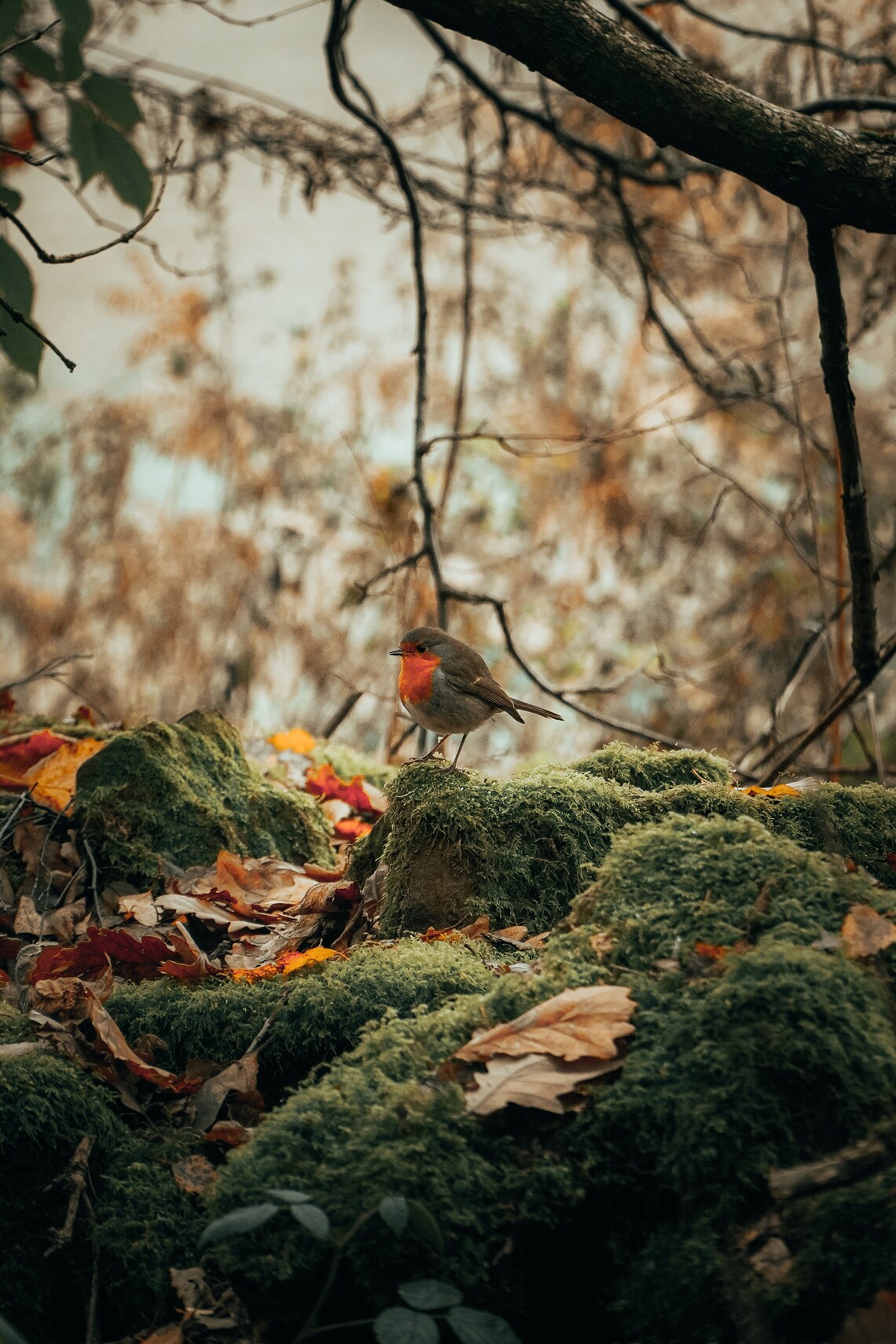 Digital Download Photography Print | High Quality Digital File ...