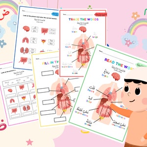 Arabic Internal Organs Worksheet Activity for Homeschooling | Learning ...