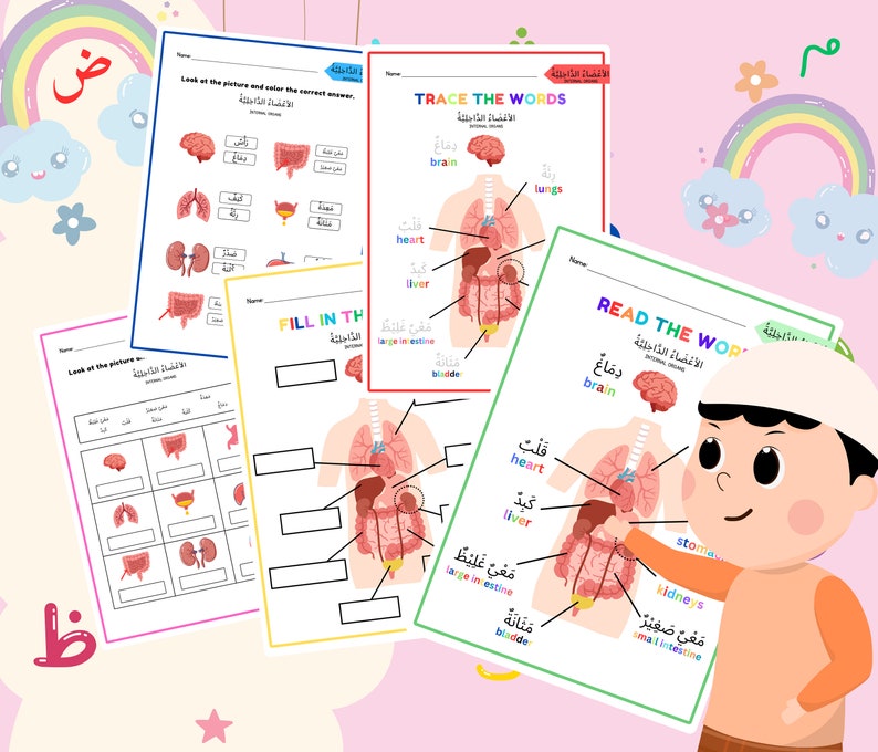 Arabic Internal Organs Worksheet Activity for Homeschooling | Learning ...