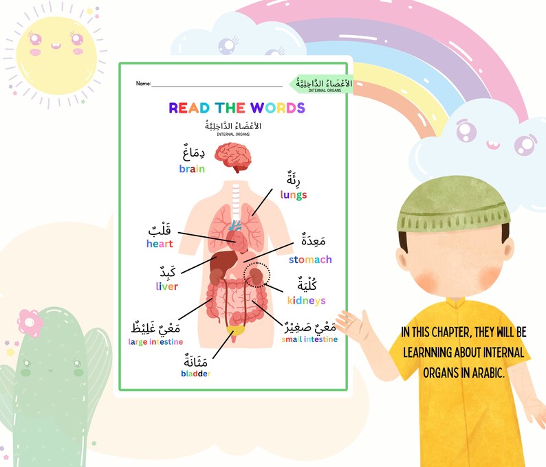 Arabic Internal Organs Worksheet Activity for Homeschooling | Learning ...